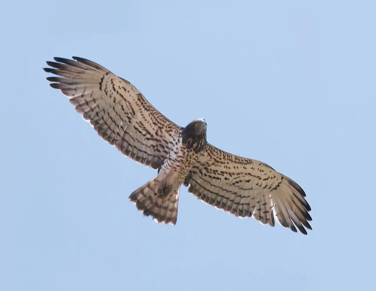 ULIX Travel - Birdwatching experience