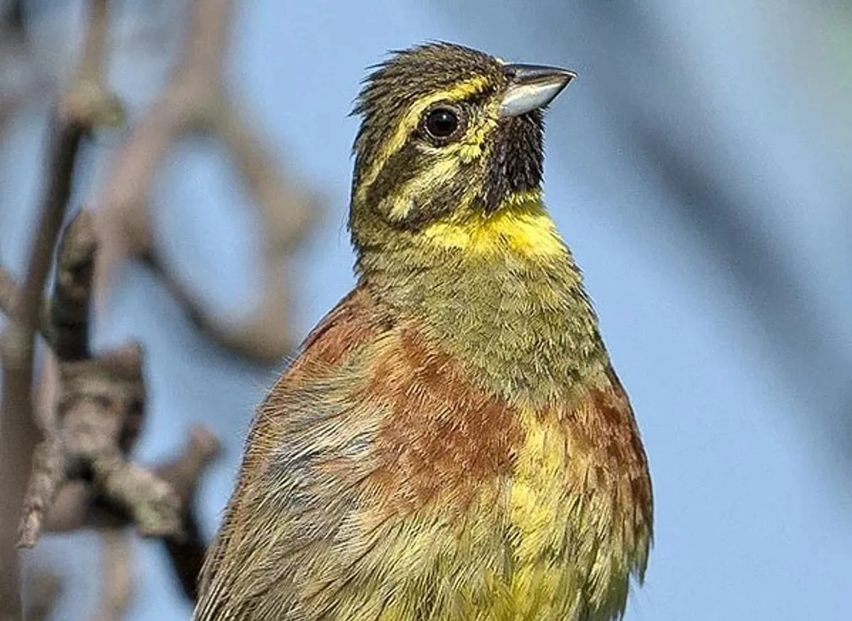 ULIX Travel - Birdwatching experience