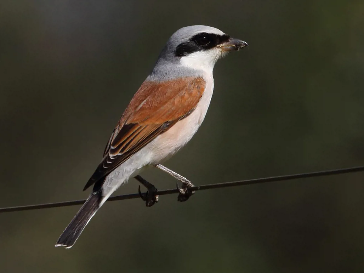 ULIX Travel - Birdwatching experience