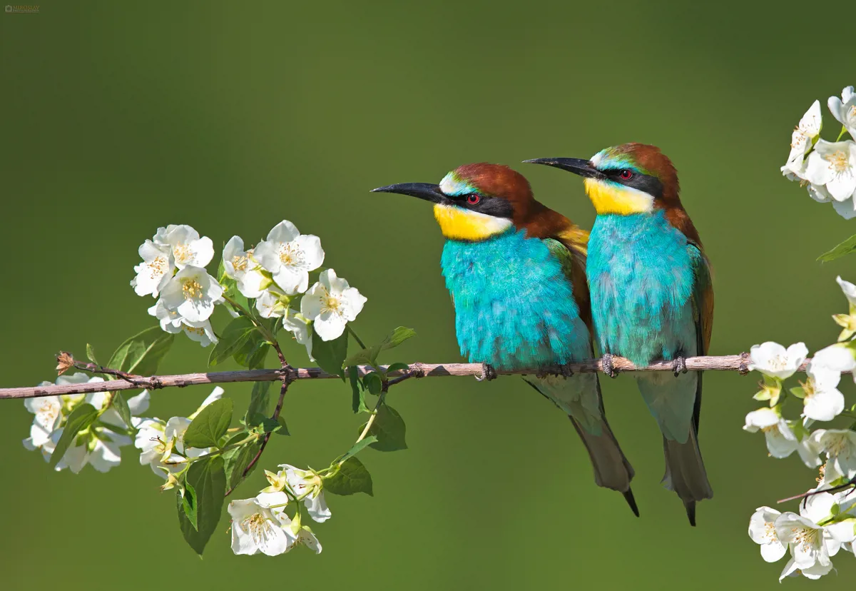 ULIX Travel - Birdwatching experience